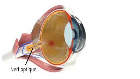 Dicoptic, le dictionnaire de l'optique - Nerf optique