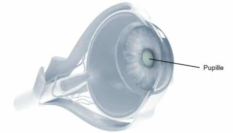 Dicoptic, le dictionnaire de l'optique - Pupille